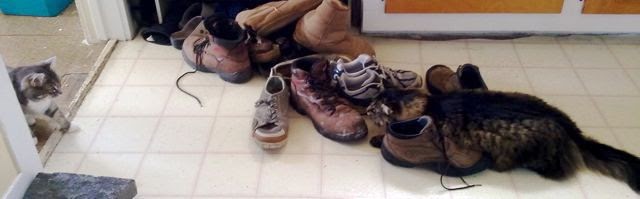 fourwhitepaws: feline decision making