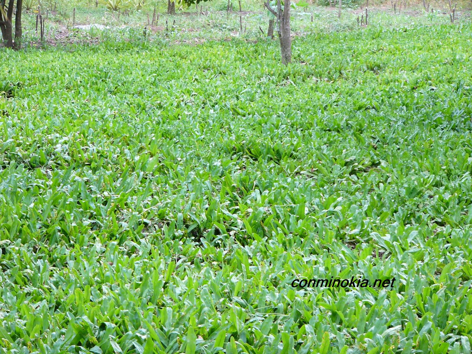 Así se da el cilantro ancho en algunos campos | Con mi Nokia en la mano.