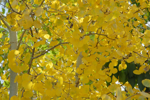 Xanthophyll Color