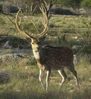 Caza y Animales Exoticos: Venado Axis