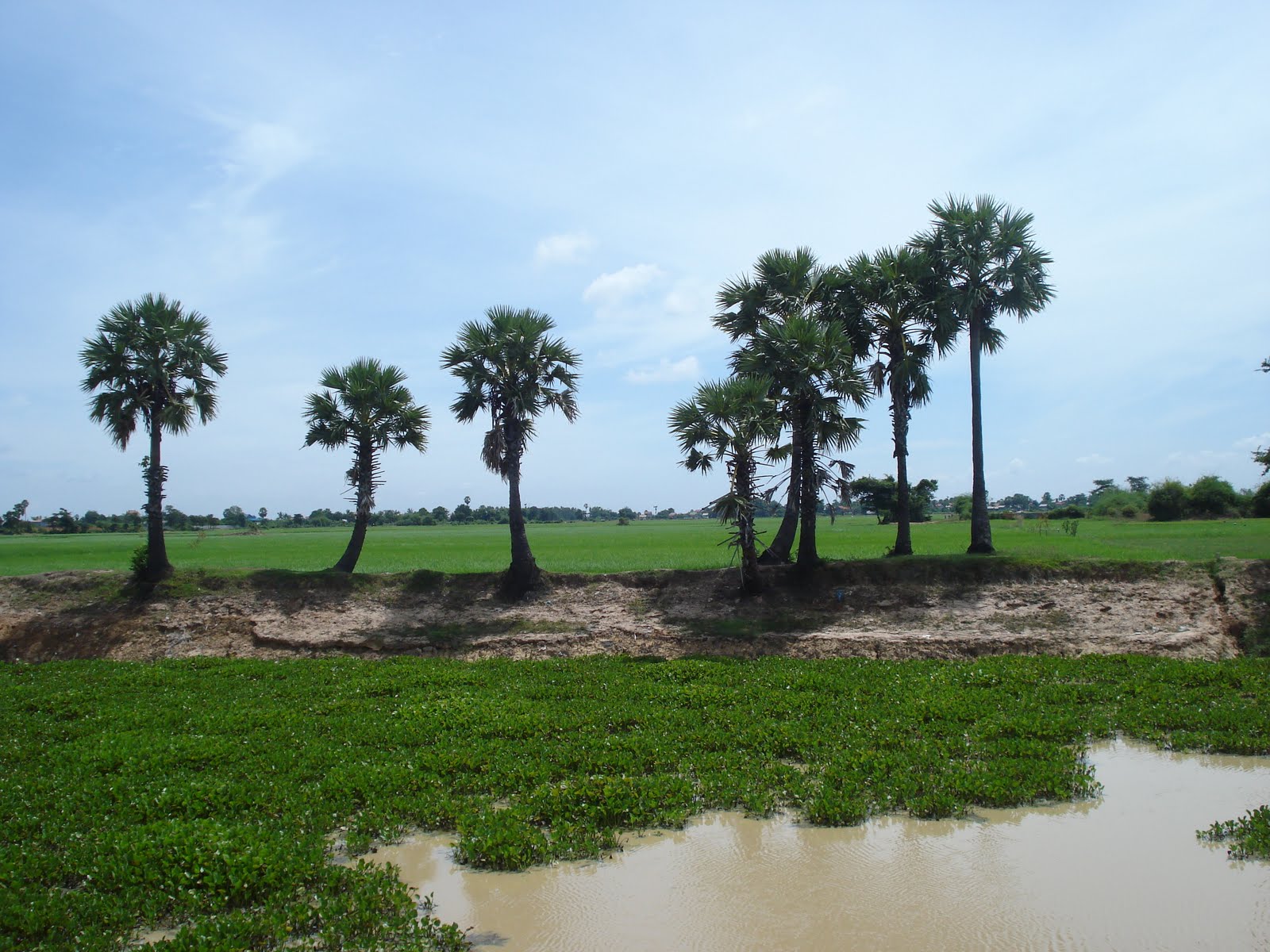 Nokor Khmer: Rice Field in 10 Minutes Drive from Phnom Penh Centre
