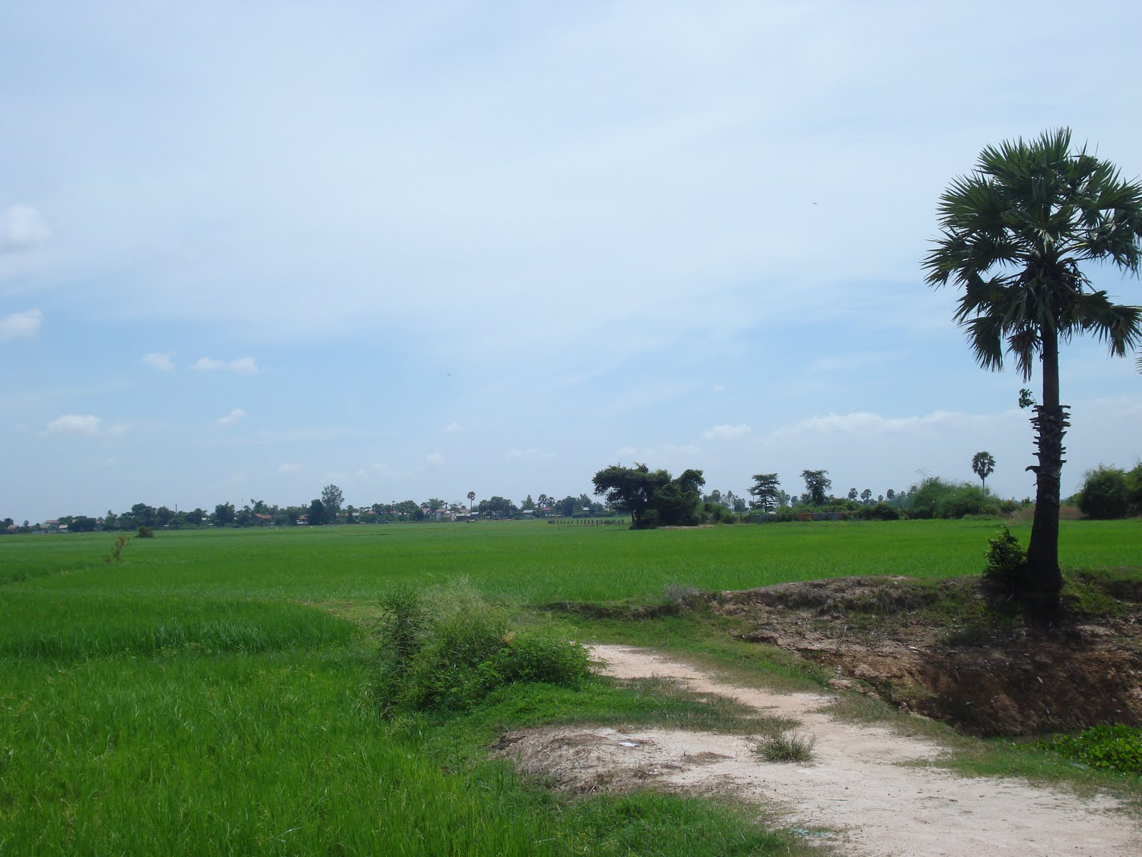 Nokor Khmer: Rice Field in 10 Minutes Drive from Phnom Penh Centre