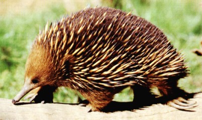 i love eKidnaworld: Echidna Fun Facts