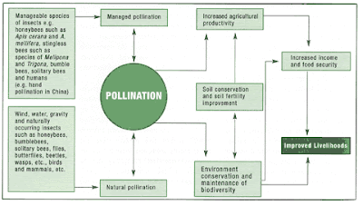 Designing a better habitat for the honeybees: human pollination