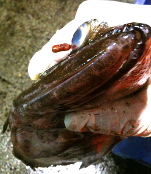 Flounder Guts: Strange fish I have seen