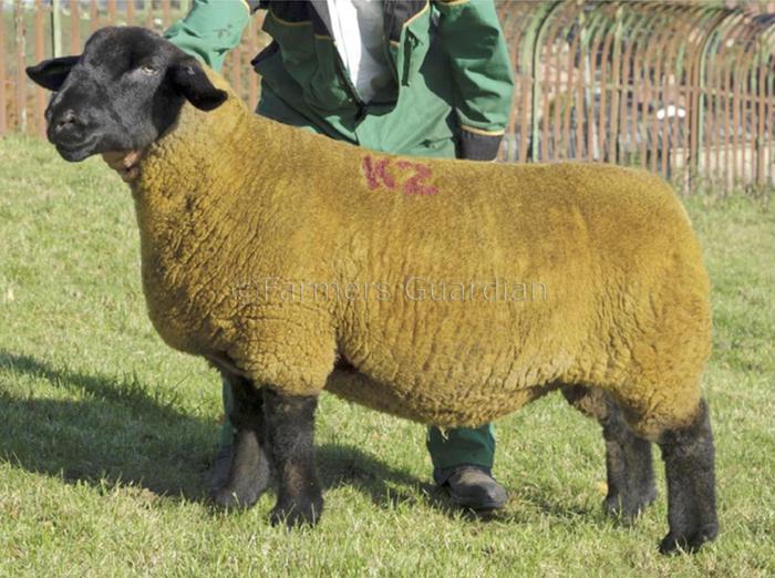 blackroots.co.uk: Beeston tops at £3,600 from Roundacre