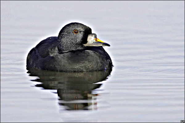 Mundo animal: Negrón común