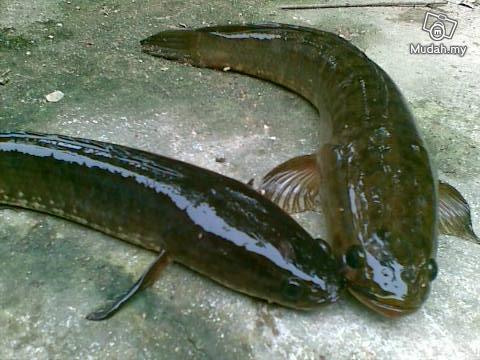 Arjuna Timur Says: Ikan Haruan