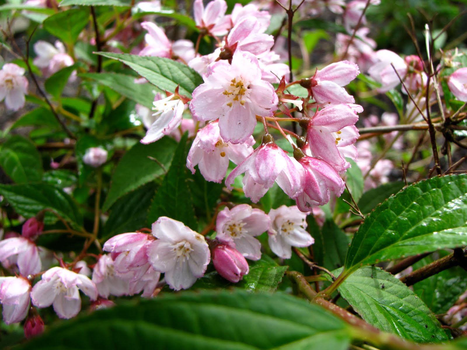 A Gardener in Progress: Blooming "bones".