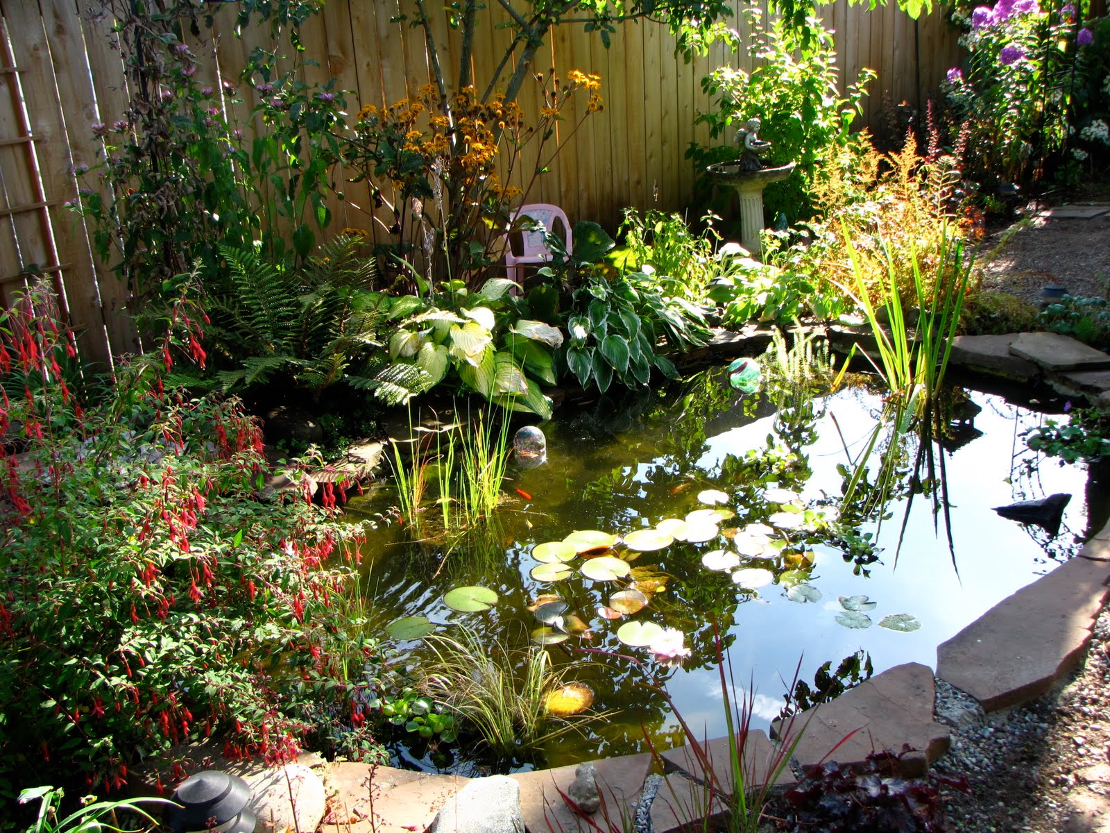 A Gardener in Progress: The Pond