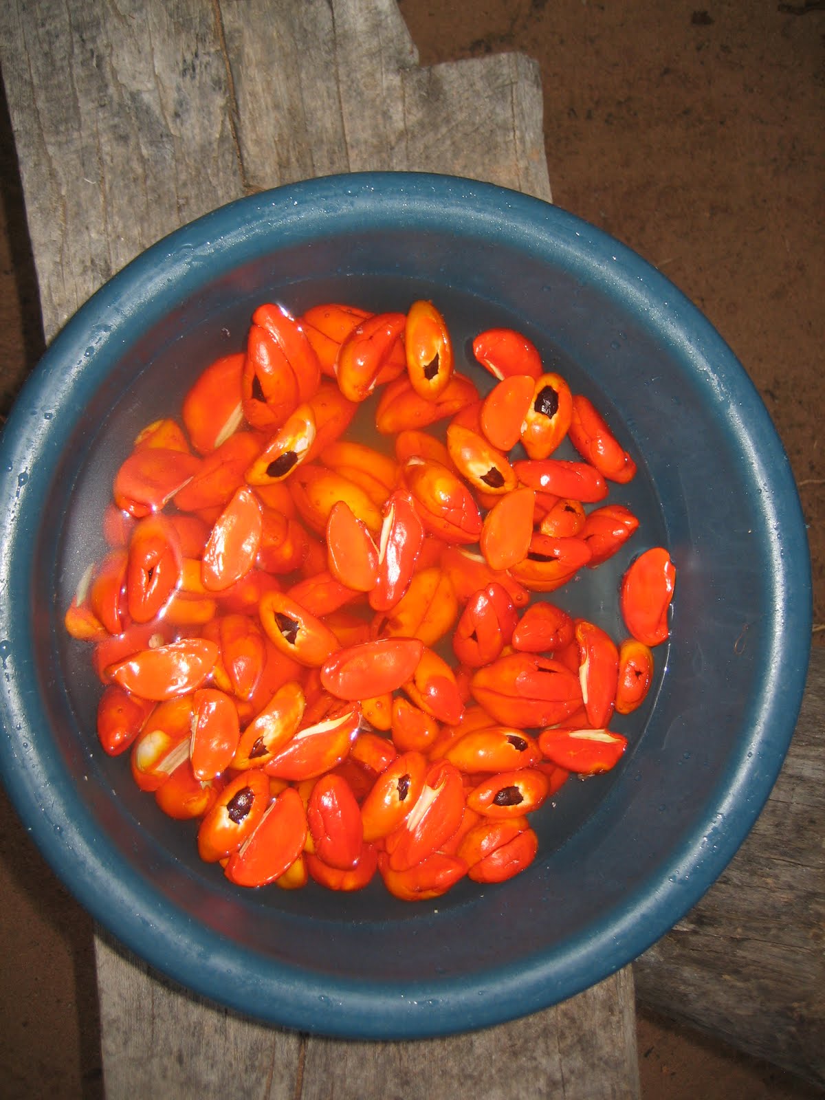 Aimee's Blog: 9th Trip to Gaza and Inhambane