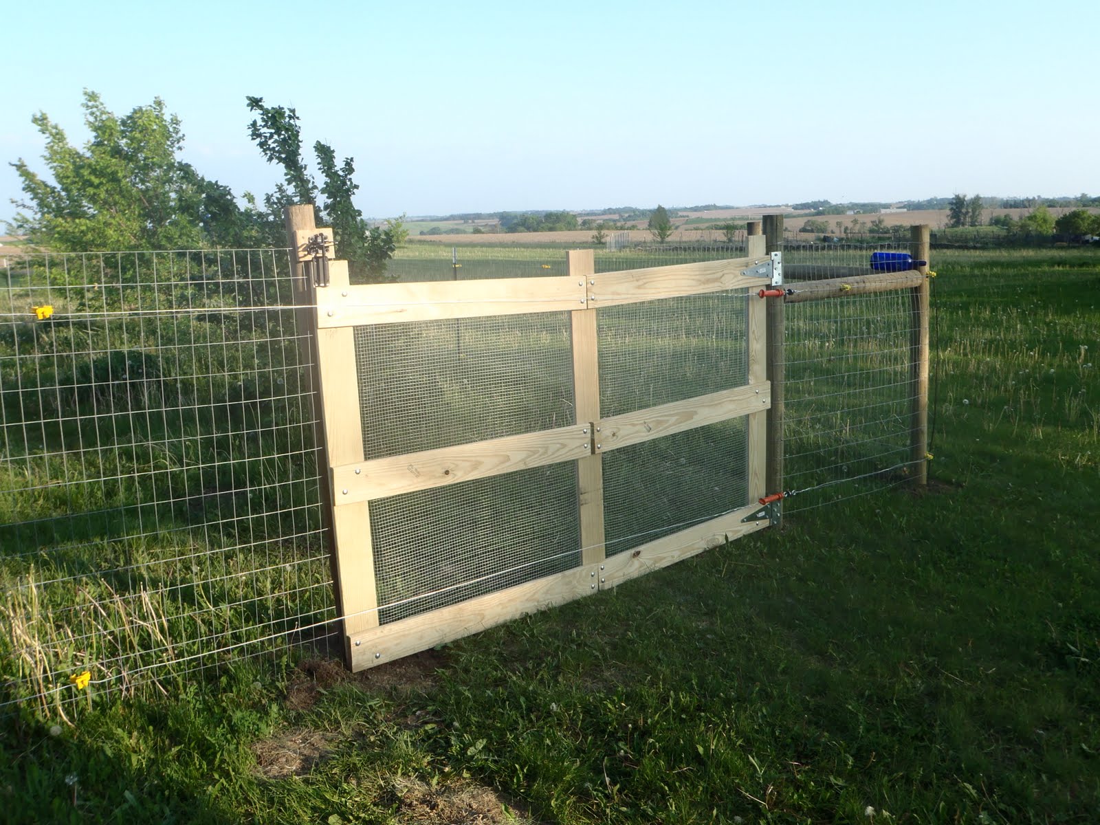 Caerwyn Farm and Spirits: Ducks in the orchard!