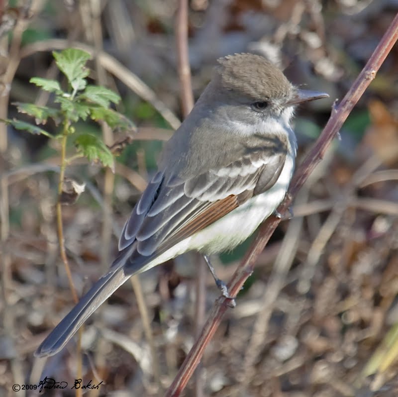 Birding Dude: Rare vagrant, Ash-throated Flycatcher in Queens NY....
