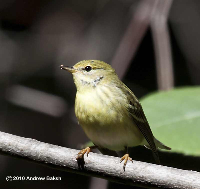 Birding Dude: Today's Photos - Fall Female Blackpoll Warbler...