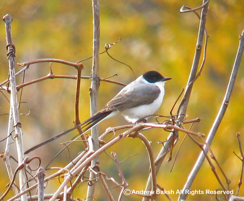 Birding Dude: Vagrant Fork-tailed Flycatcher in Connecticut...