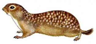 ProNatura: Popândăul