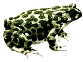 ProNatura: Broasca râioasă verde