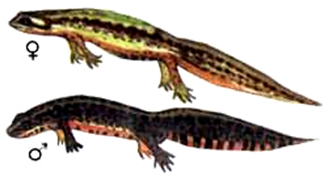 ProNatura: Tritonul carpatic