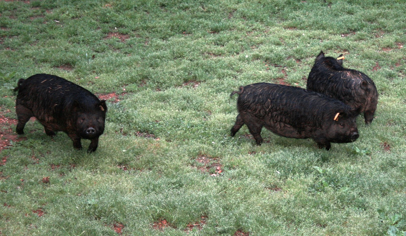 A Tiny Homestead: April 2010