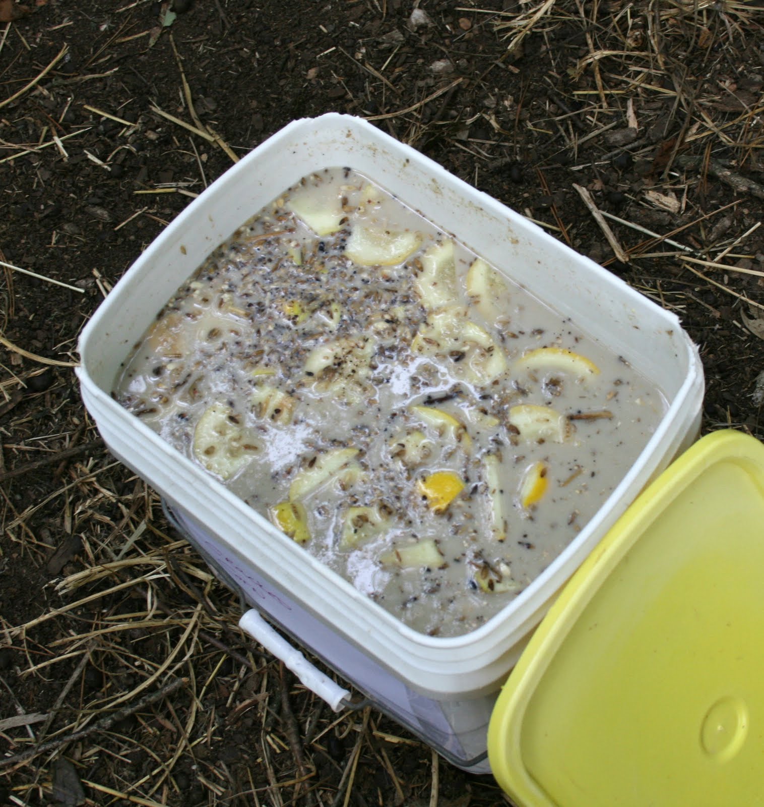 A Tiny Homestead: So, whatcha been up to? or a day on the homestead