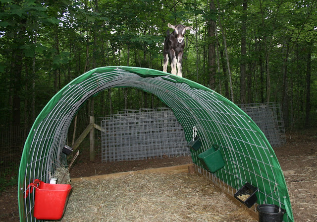 A Tiny Homestead: Cattle panel barn