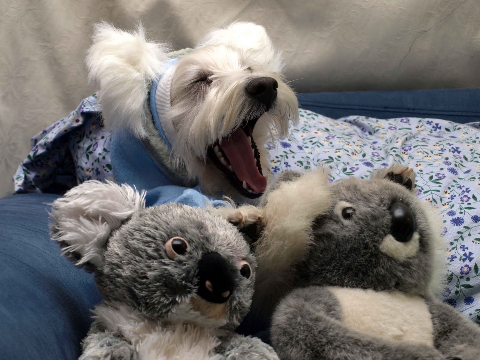 A to Z Guide to Happiness: (95) Cuddling cute koalas