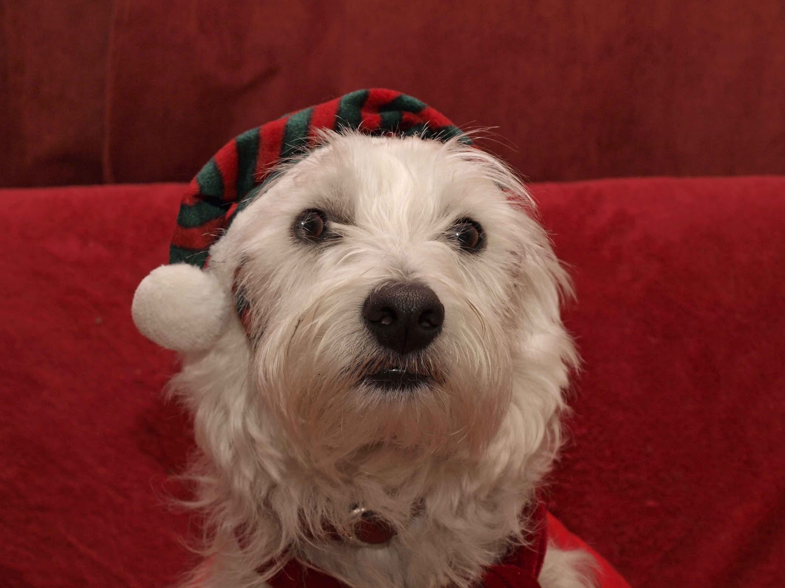 A to Z Guide to Happiness: Have you been a good doggie