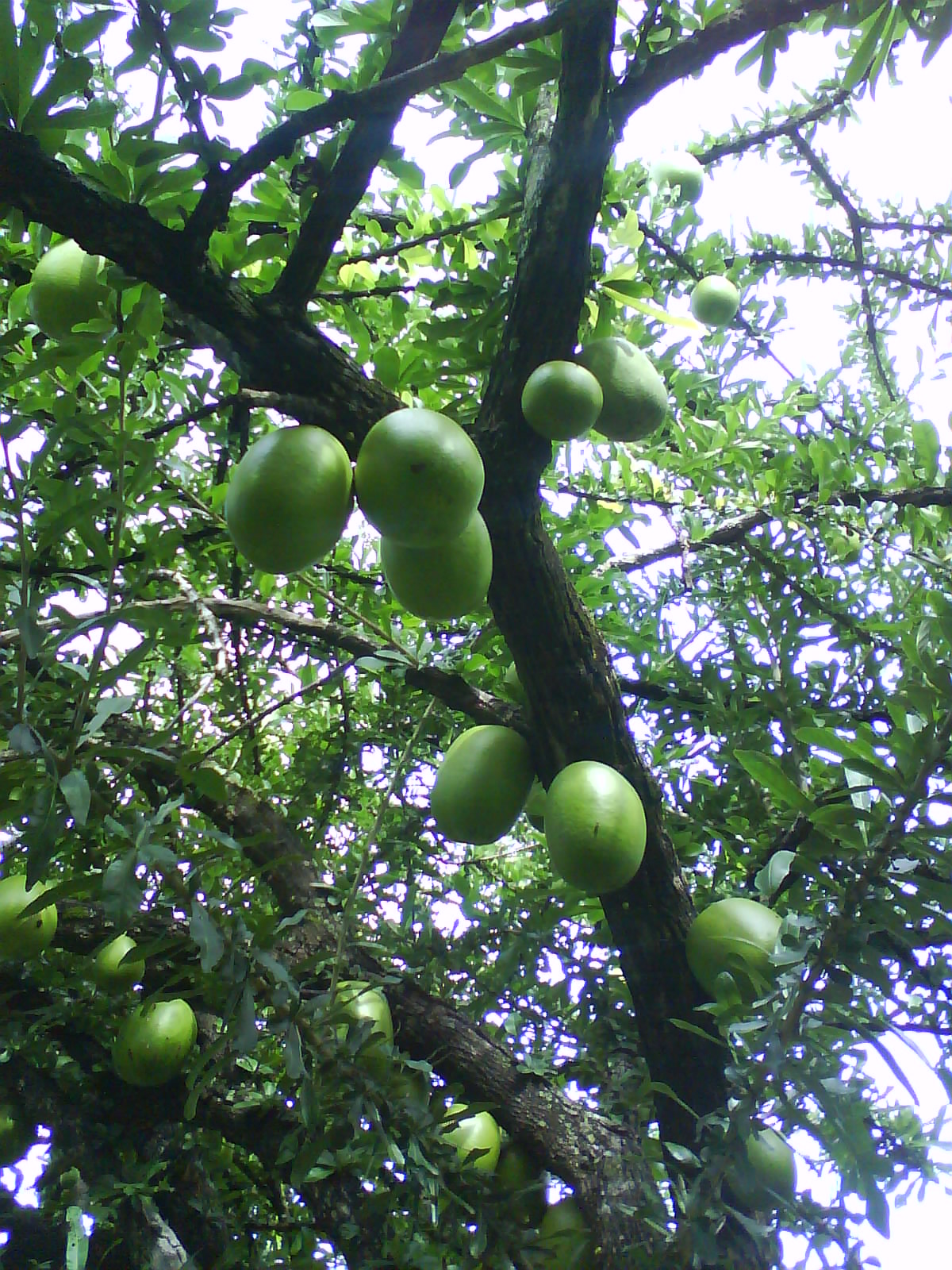 EL NOPAL CON TUNAS: Tecomatlan: Tierra de los Tecomates o vasos de árbol