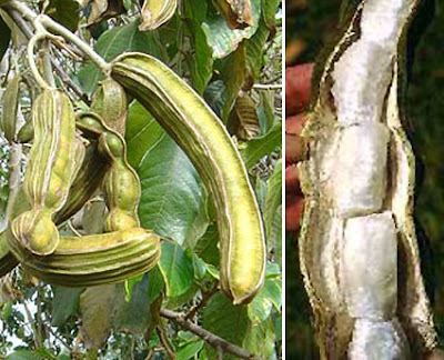 Cual es tu fruta preferida? - Página 7 - Foros Perú