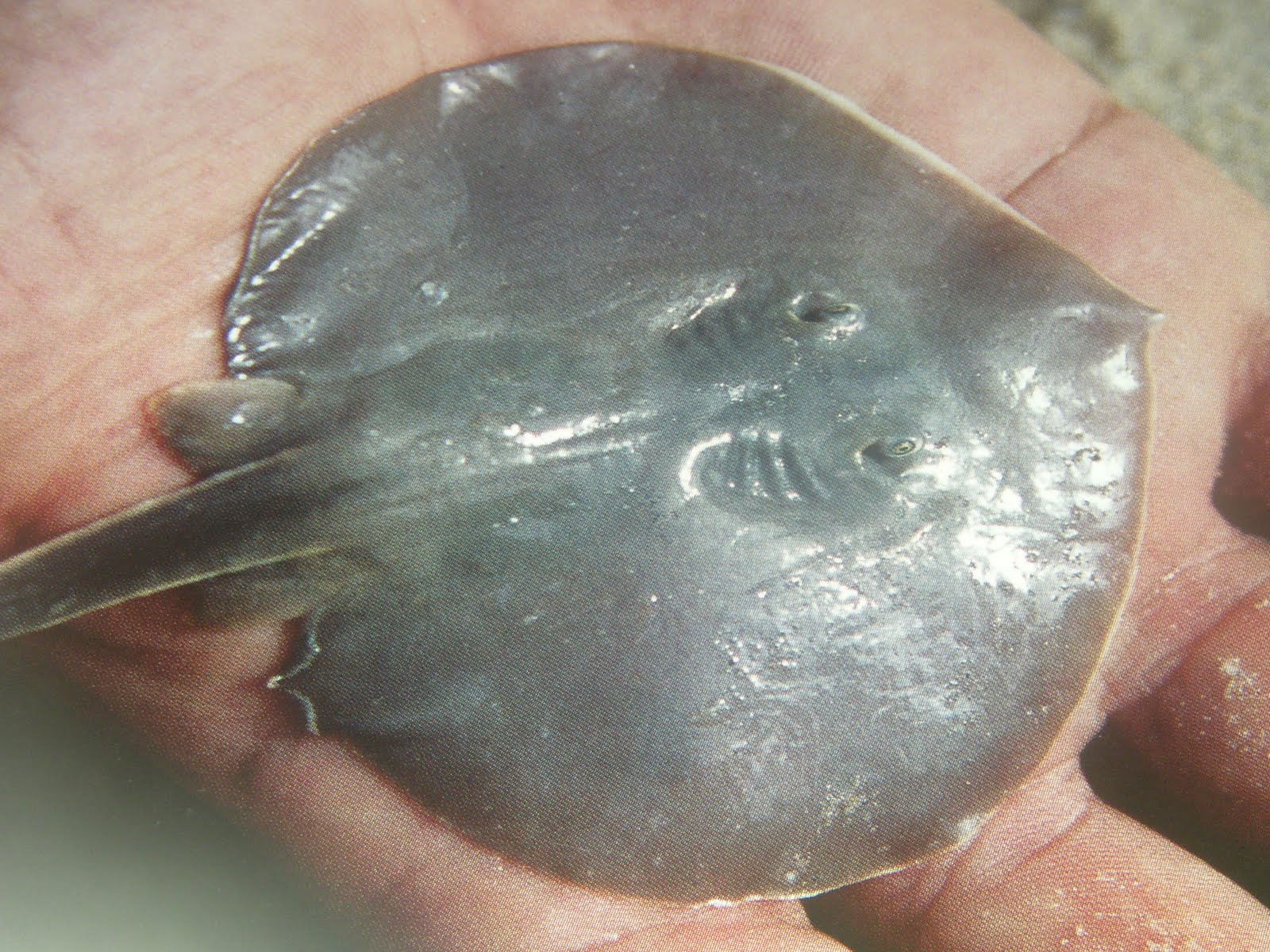 Sweet: baby stingray..
