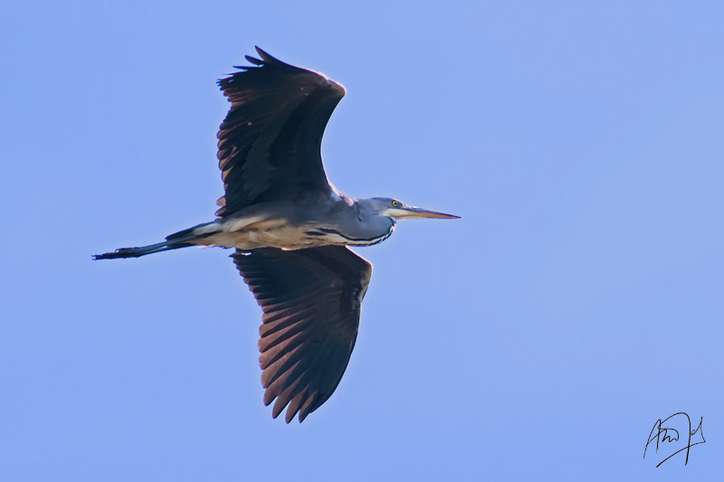 Fauna y FOTOS: enero 2011