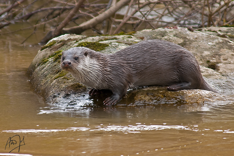 Fauna y FOTOS: NUTRIA en piedra