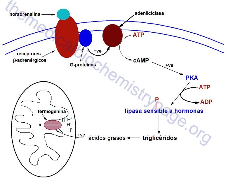 Area 51.2: Tejido adiposo marrón y generación de calor “UCP-1”