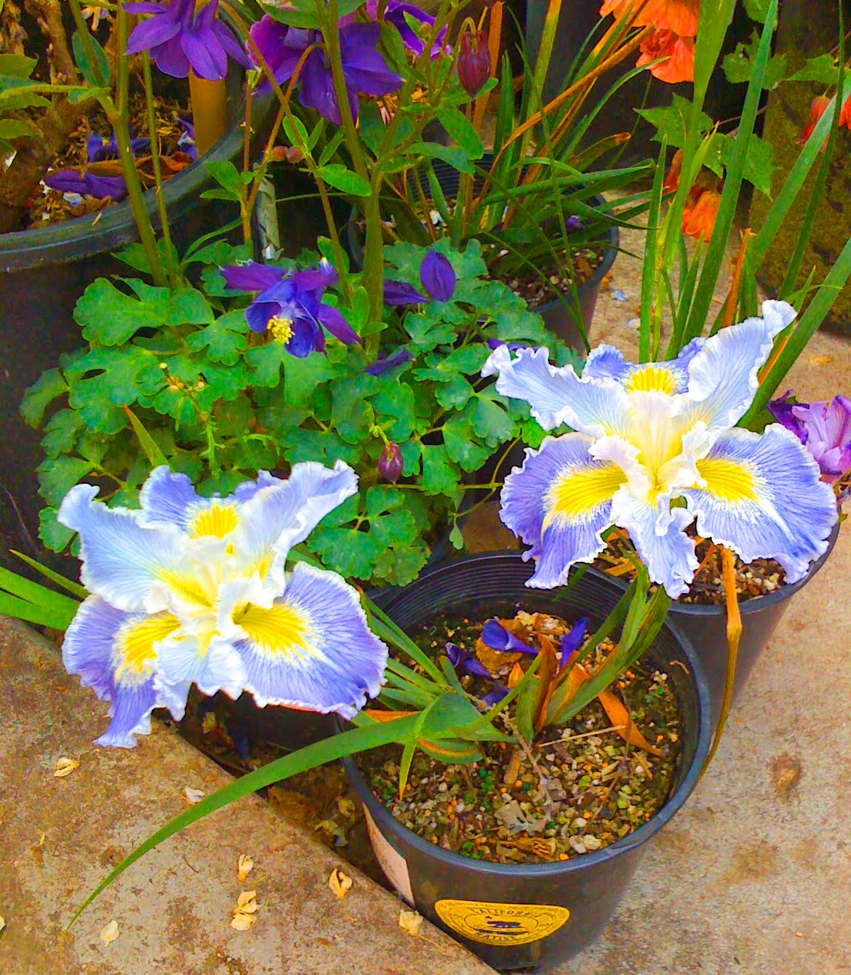 * Chic Provence *: Monday in Montecito