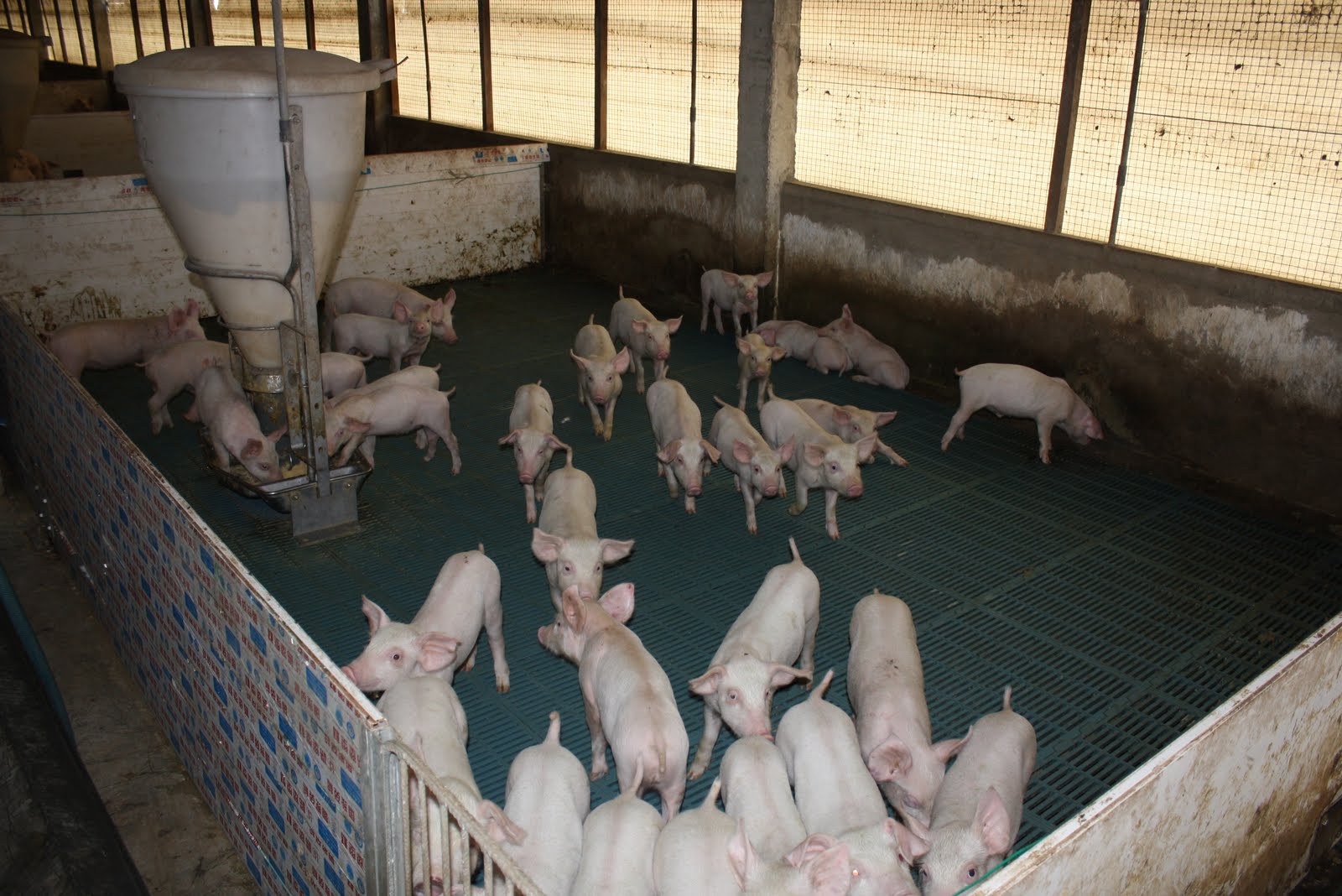 Pig Farming and Related Industry: Pig Farming Area