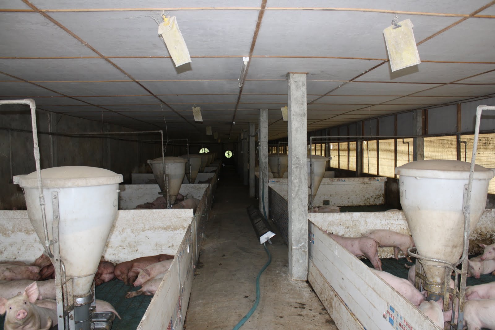Pig Farming and Related Industry: Pig Farming Area
