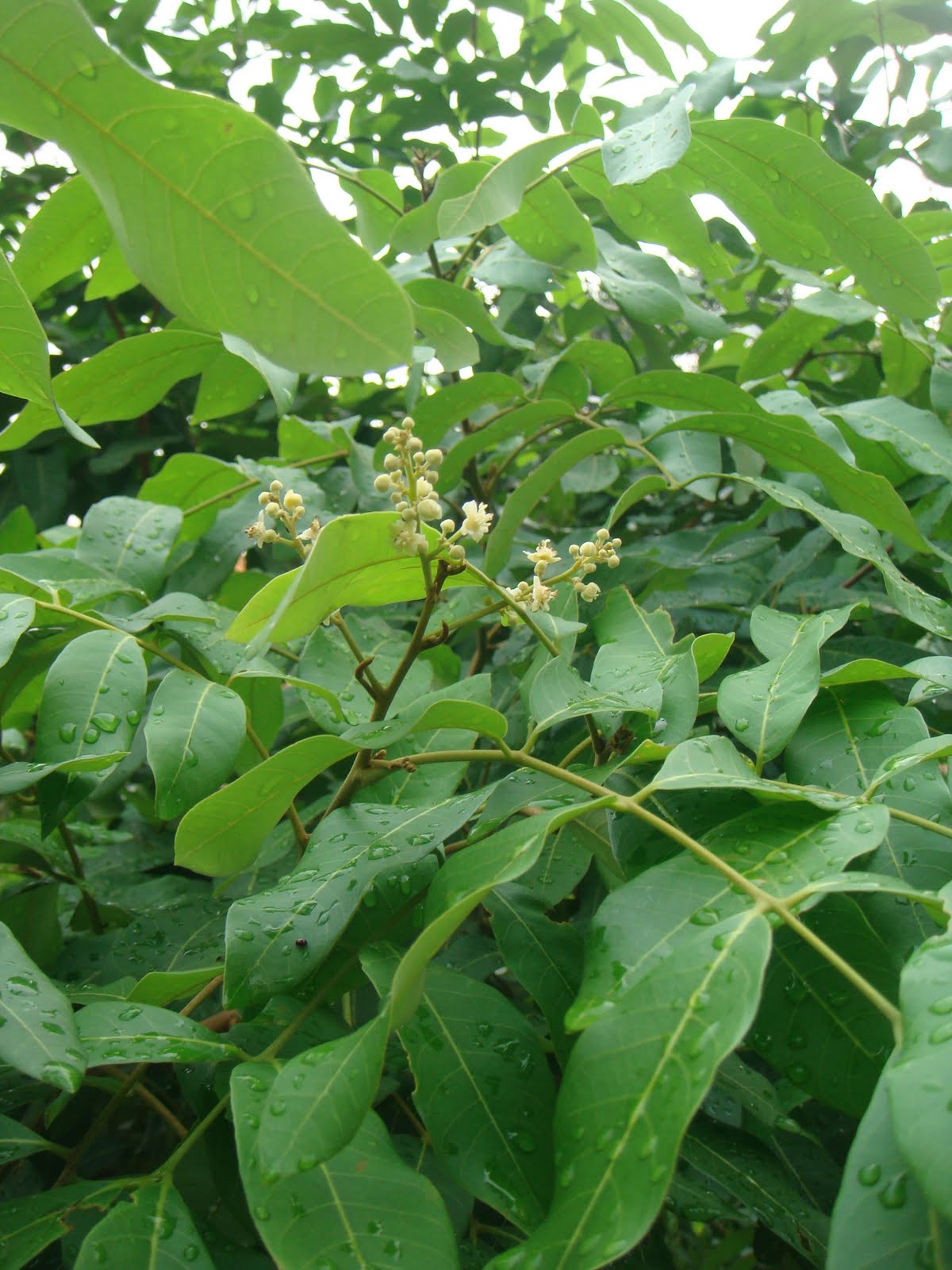 Gardening Dream Inspire: Flowering Longan Tree