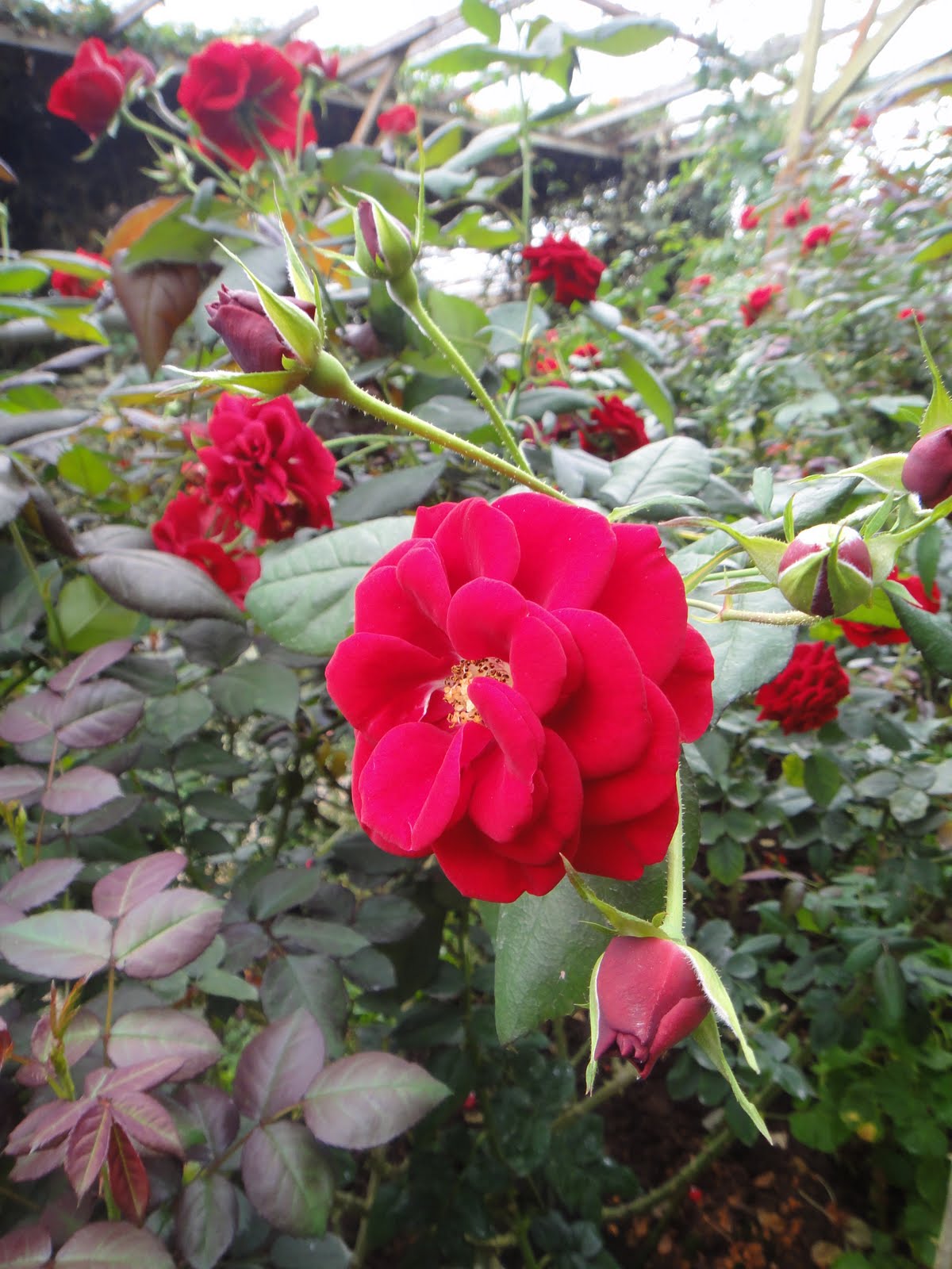 Gardening Dream Inspire: Rose Valley in Cameron Highlands