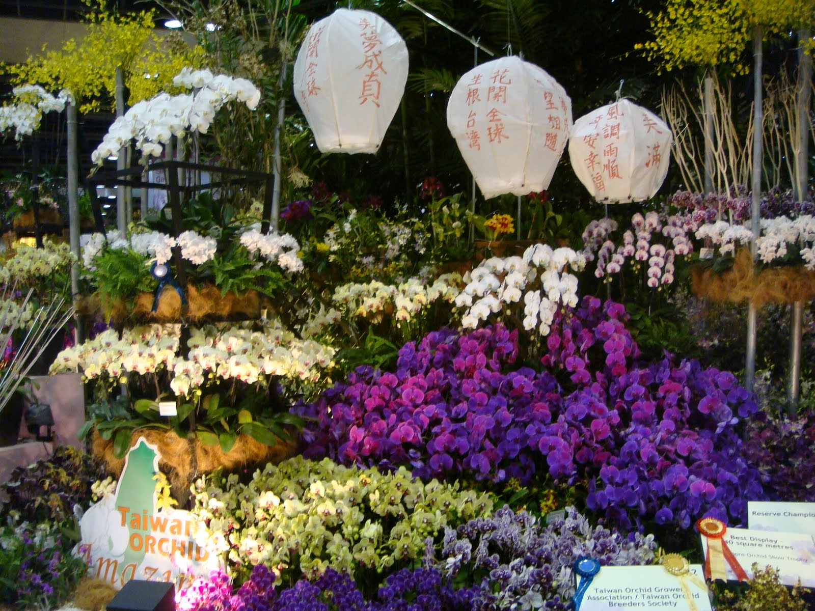 Gardening Dream Inspire: SGF Orchid Display