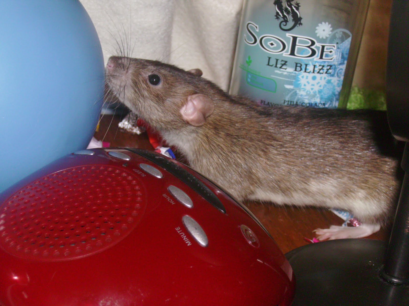 Ninja, Namine, Nibbles and Nova