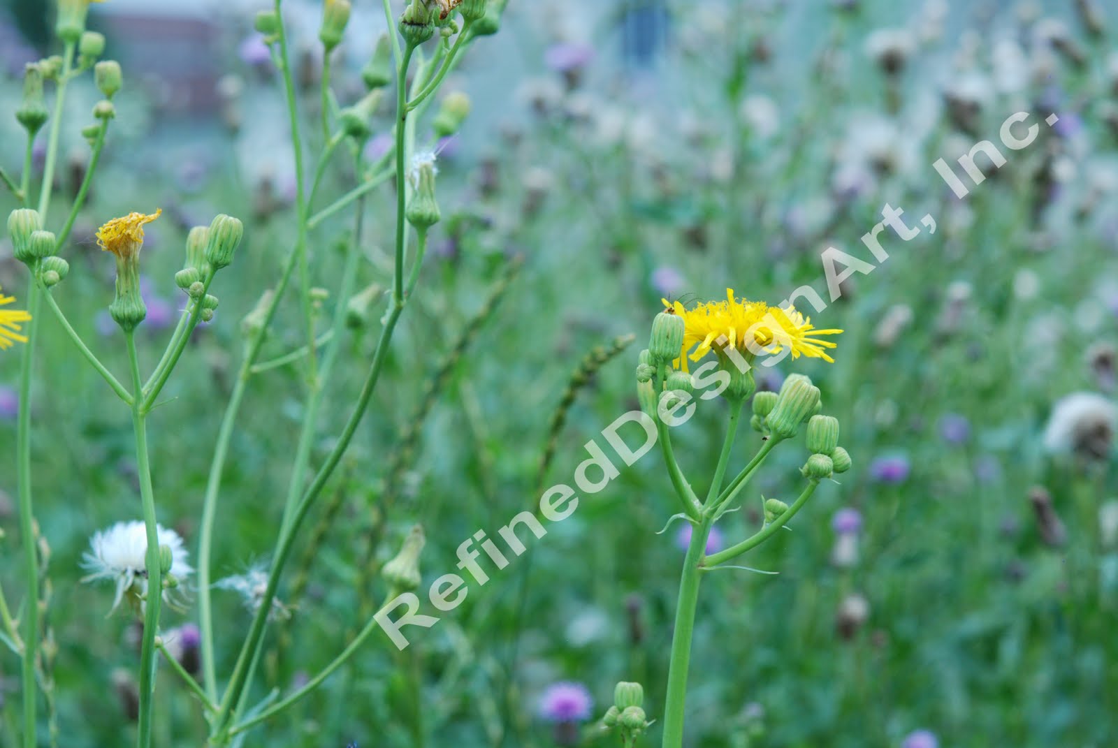 RefinedDesignArt: Wild Flowers & Wild Weeds : )