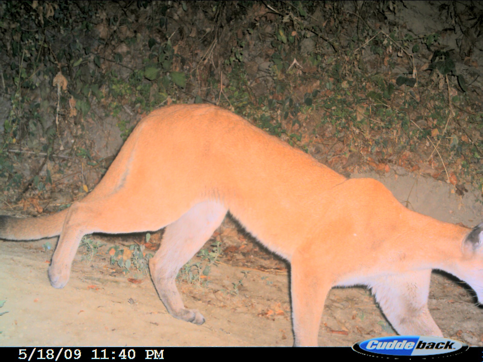 Sitio de Agustín del Castillo: FAUNA DE NUESTRA REGIÓN 3, NEVADO DE COLIMA