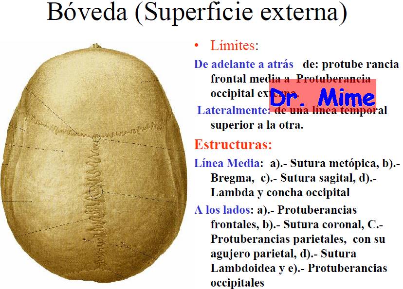 El blog neuroanatomico del Dr. Mime: BASE DE CRANEO