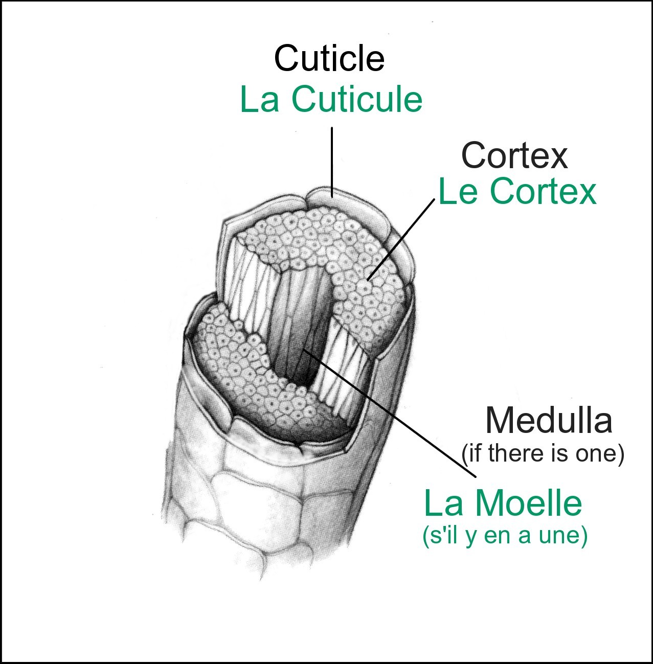 The Spinning Shepherd § La Bergère Filandière: Ouessant Wool 101
