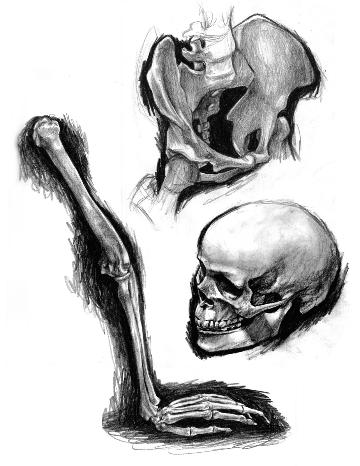 Fridatheque: Skeleton