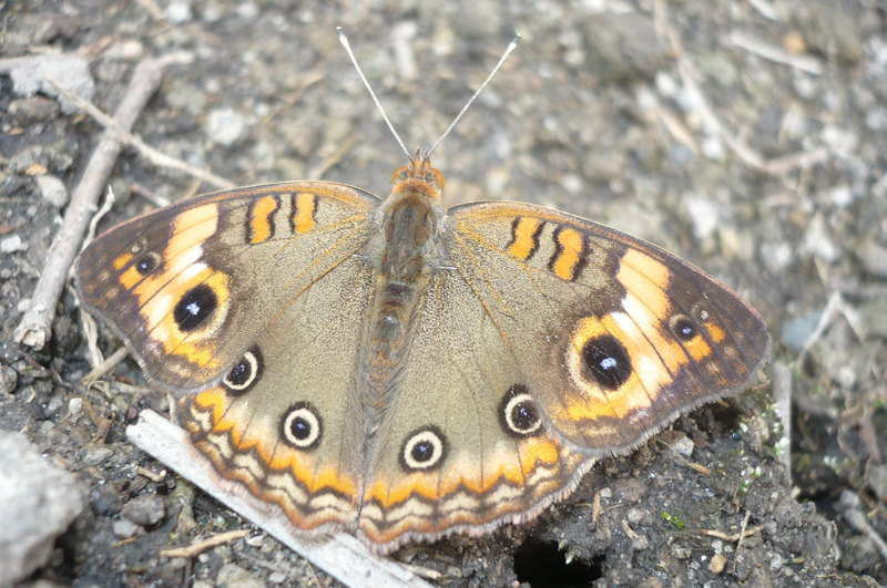 THE WORLD OF INSECTS AND ARACHNIDS: CLASS INSECTA AND CLASS ARACHNIDA