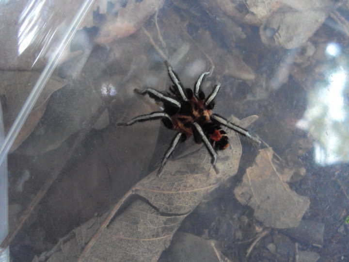 THE WORLD OF INSECTS AND ARACHNIDS: CLASS INSECTA AND CLASS ARACHNIDA