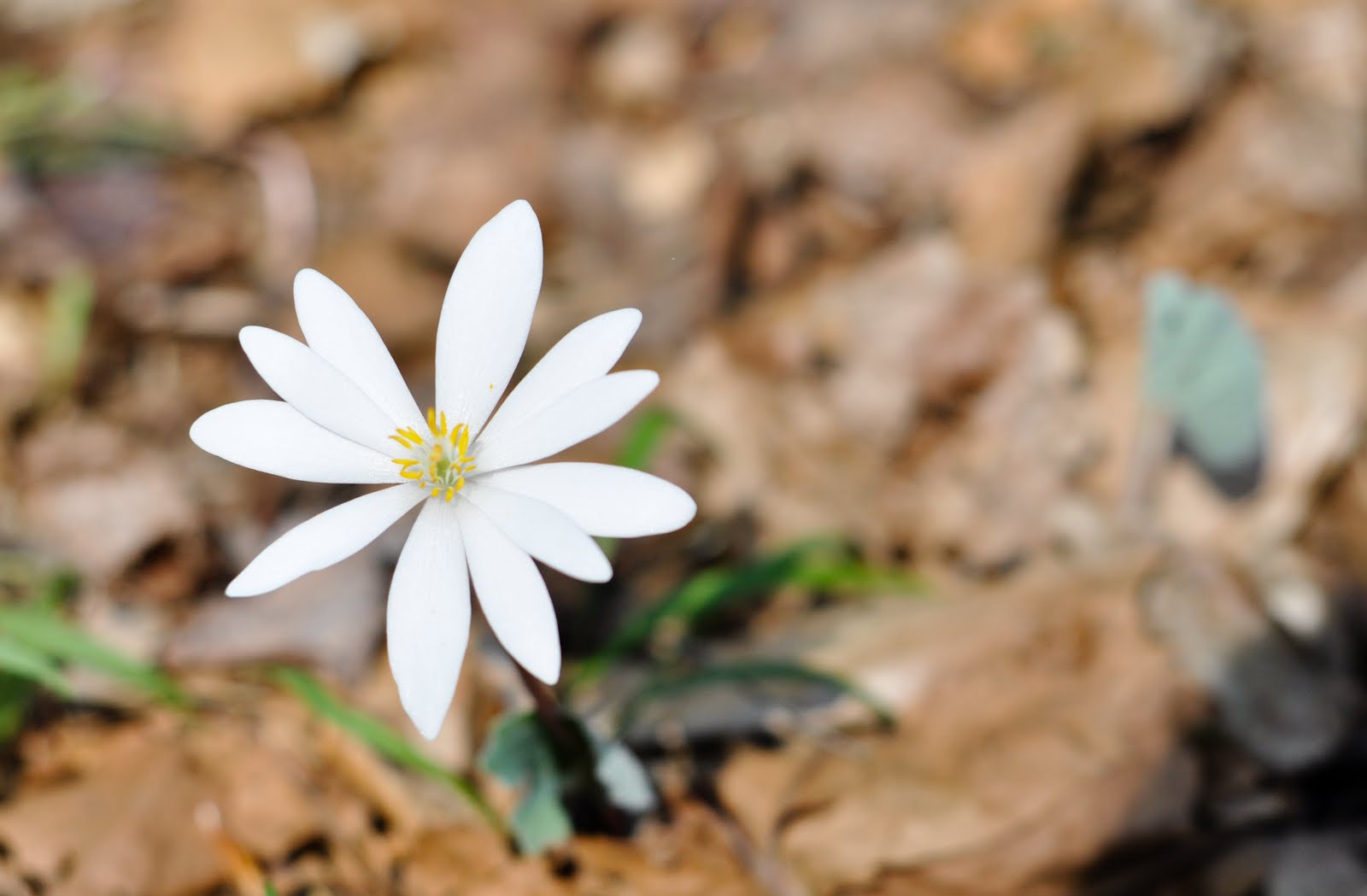 Spring Woodland Wildflower Study