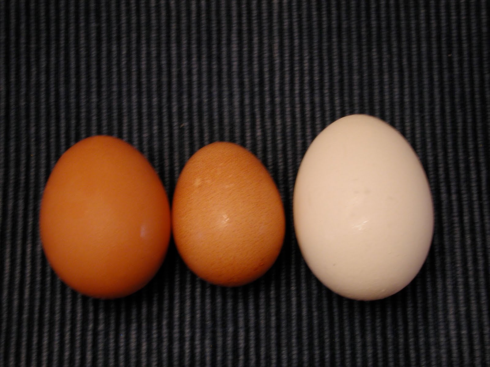 Fern Glen Inn - Seasons and Reasons: Chickens and Eggs