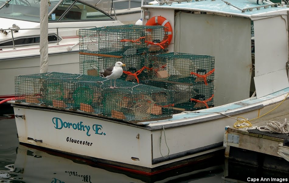 Cape Ann Images: Weathering A Different Storm